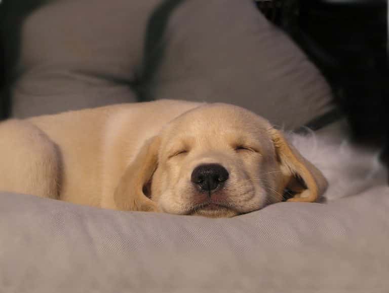 Meilleurs Noms De Chiens Pour 2021 Meilleurs Noms De Chiens Pour 2021
