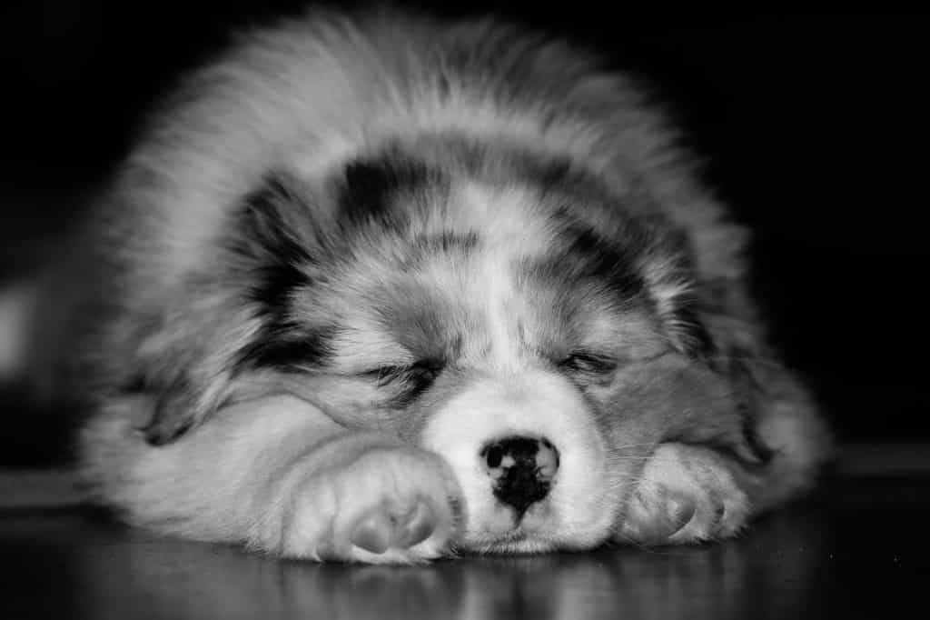 Nom De Chien Commen ant Par La Lettre P