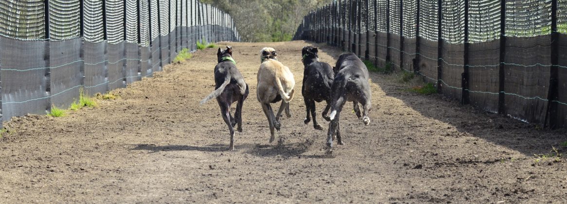 Lévrier Greyhound