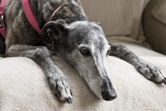 Lévrier Greyhound