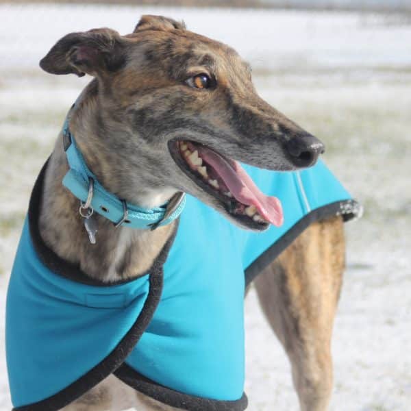 Race de Chien Anglais