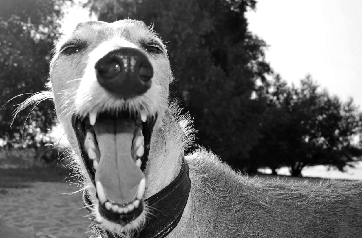 Photo Lévrier Greyhound : Chien & Chiot